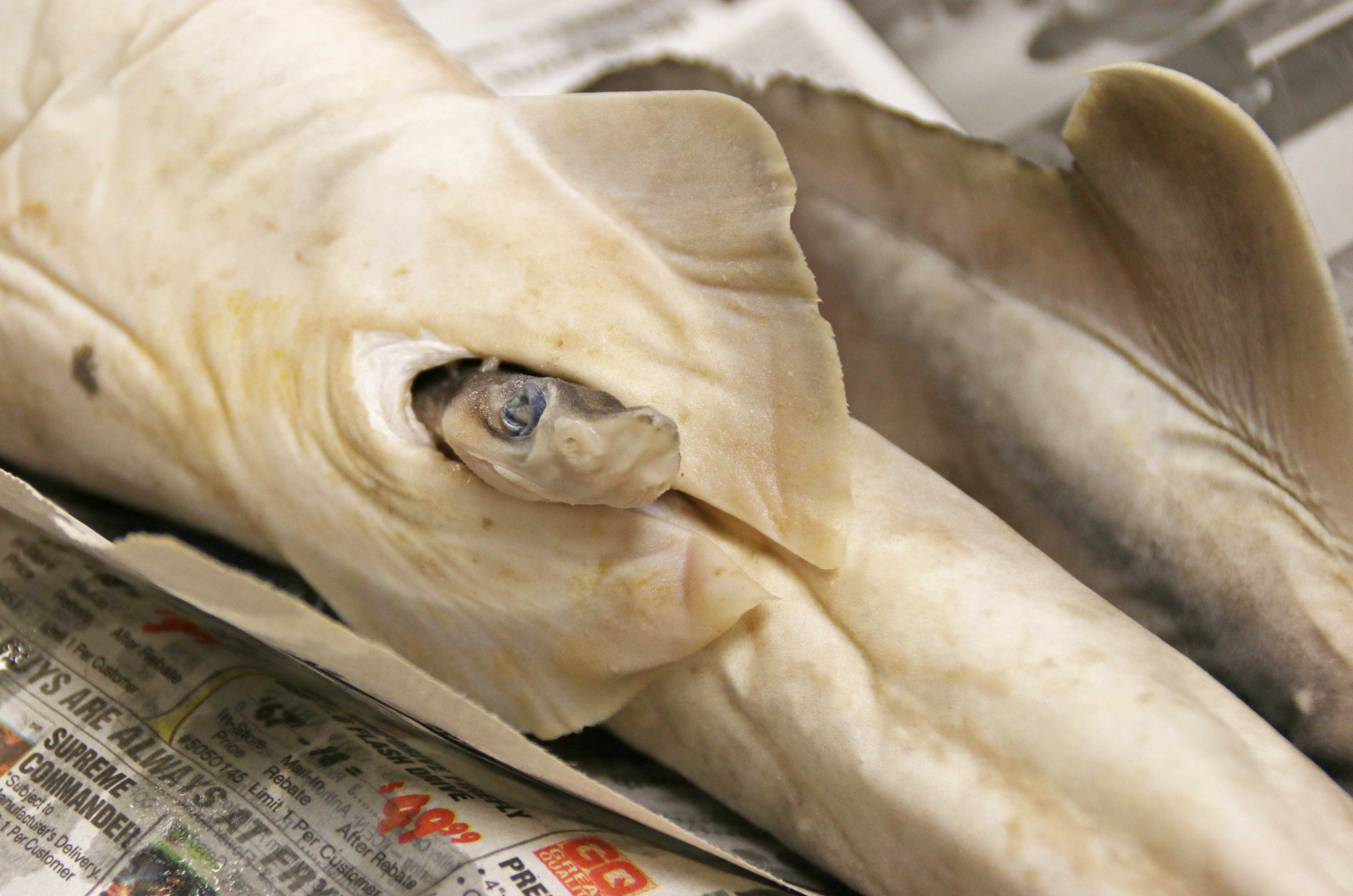 Photos: Shark Dissection Day 1 – Panther Prints